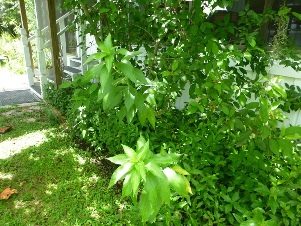 False Nettle - Sharons Florida