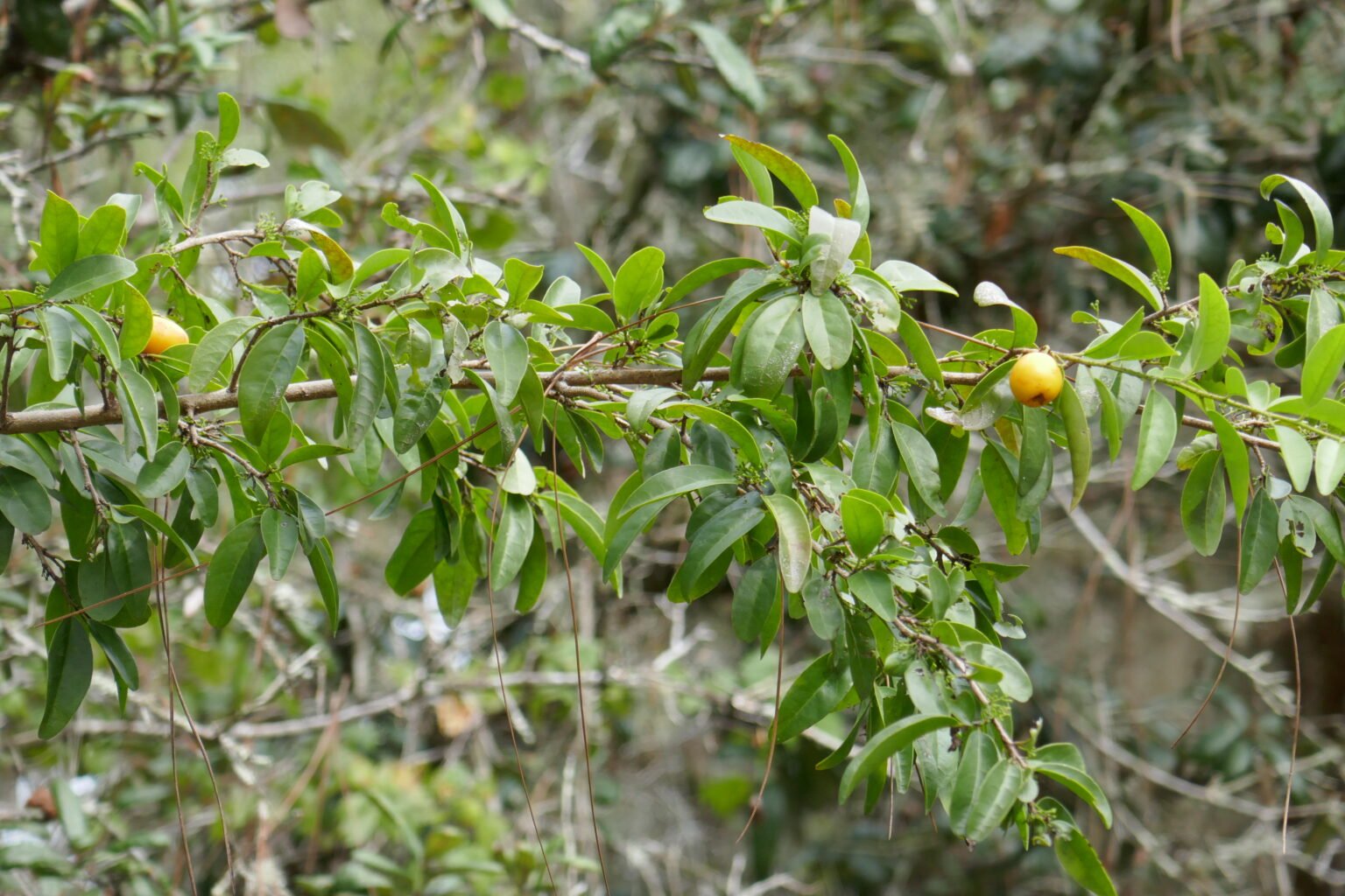 Hog Plum - Sharons Florida