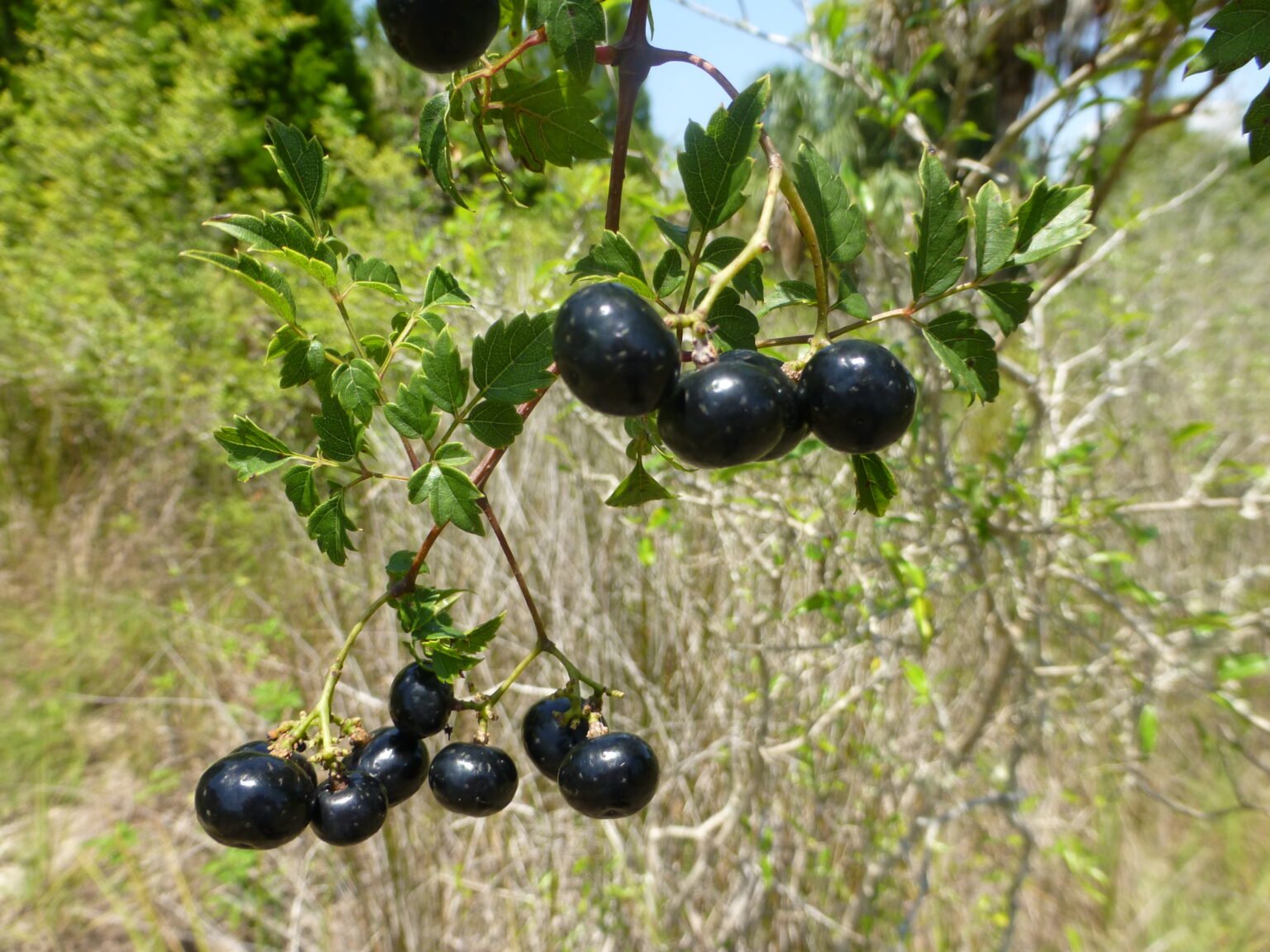 Peppervine - Sharons Florida