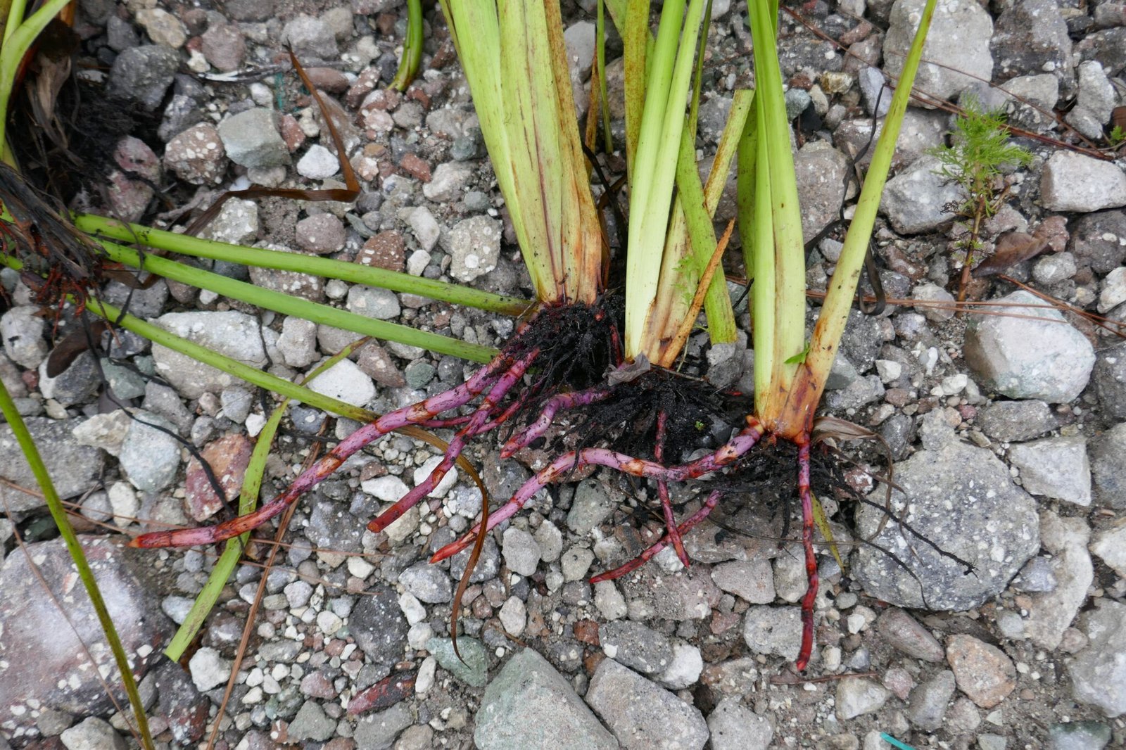 Carolina Redroot - Sharons Florida