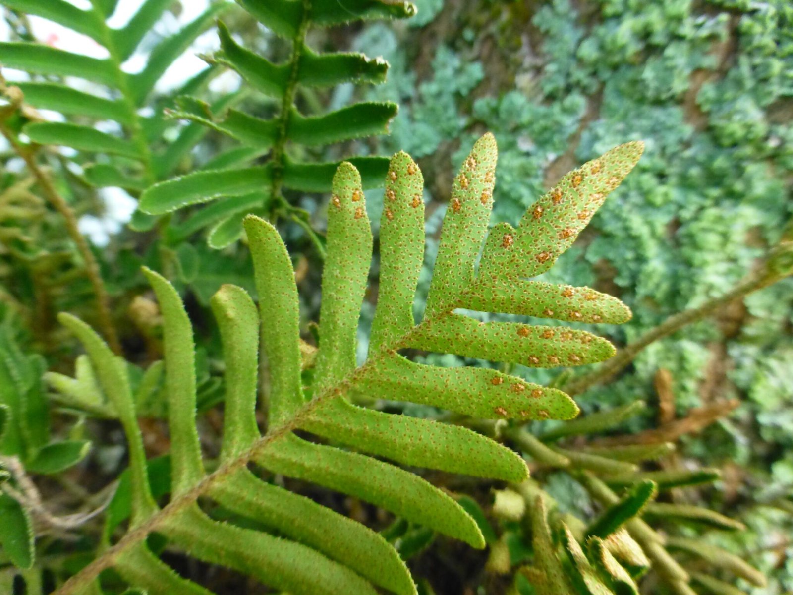 Resurrection Fern - Sharons Florida