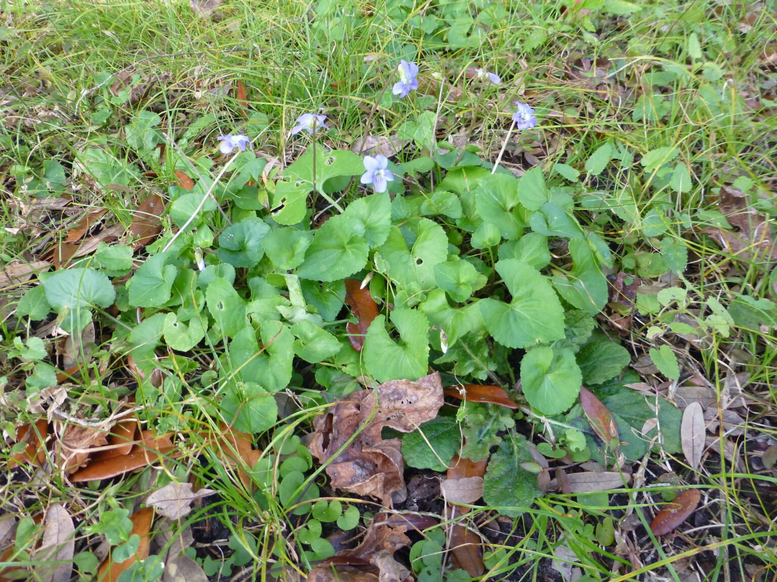 Common Blue Violet - Sharons Florida